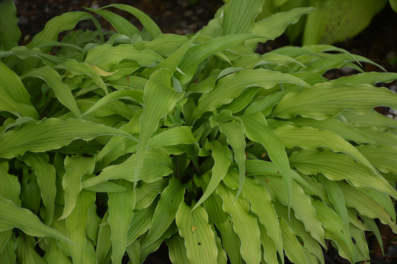 Curly Fries Hosta (Hosta 'Curly Fries') in Issaquah Seattle Bellevue ... Curly Fries Hosta (Hosta 'Curly Fries') in Issaquah Seattle Bellevue ...